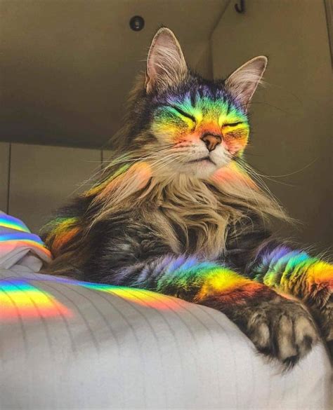 Rainbow Cat Raww