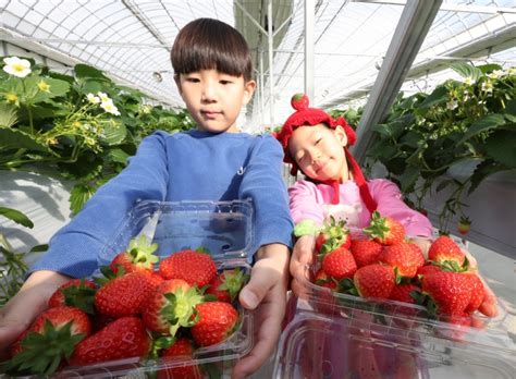 한겨울 속 딸기 수확 체험 [뉴시스pic] 파이낸셜뉴스