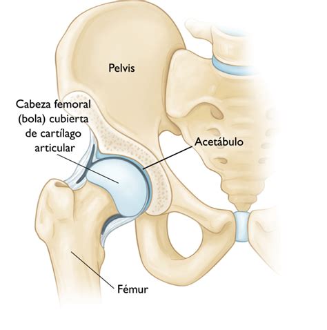 Principales Lesiones De Cadera Síntomas Riesgos Y Prevención