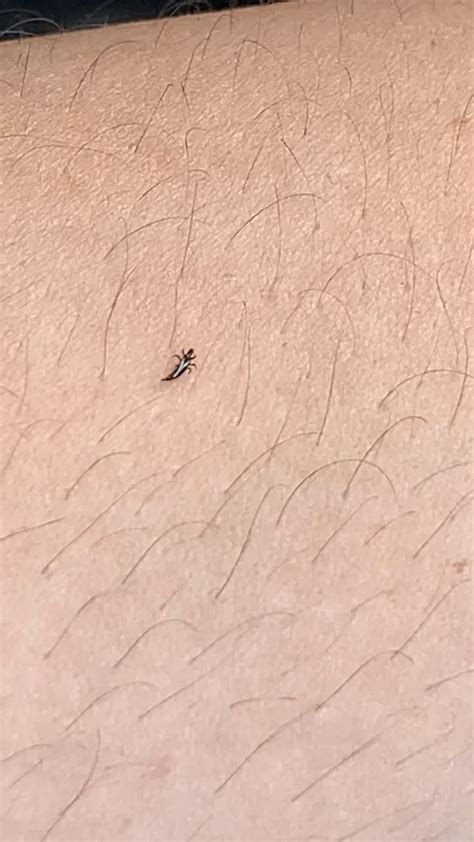 Tiny Dancing Alien Bug Rwhatsthisbug