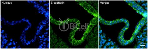 Universal Antigen Retrieval Buffer Bicell Scientific®