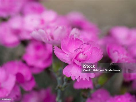 클로즈업 카네이션 영광 꽃 패 랭이 Caryophyllus 정 향 핑크 Dianthus Deltoides 활기찬 색상 Bokeh