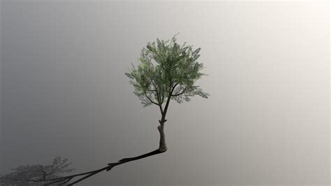 Olea Europaea Young 3d Model By Casareginacarolinaproject Cc1e4fe