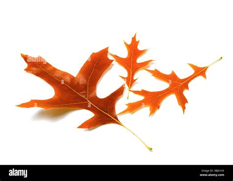 Tree Red Orange Leafs Cut Out Stock Images And Pictures Alamy