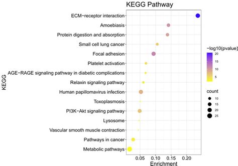 Statistical Bubble Diagram Of The Kyoto Encyclopedia Of Genes And