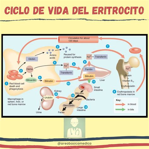 🔴el Eritrocito Es Una Célula Que Área Básica Médica Facebook