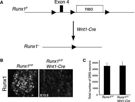 Runx1 Determines Nociceptive Sensory Neuron Phenotype And Is Required