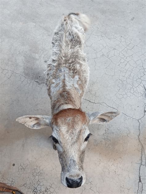 Made A Small 🐮 Fren Today Swipe To Boop 🥹 Rindiasocial