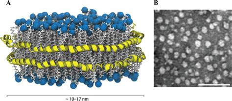 Phospholipid Nanodiscs A Illustration Of A Nanodisc With Two Copies Download Scientific