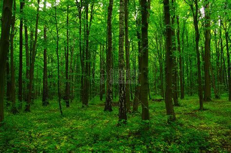 春天美丽的绿色森林高清图片下载 正版图片507266175 摄图网