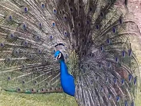Spring Fever For Arcadia Peacocks Los Angeles Arboretum Arcadia Ca