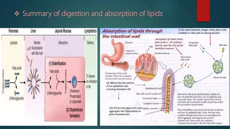 Digestion And Absorption Of Lipids Pptx