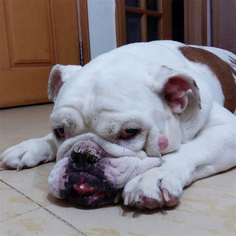 Chung Choon Khong Hippochung • Threads Say More