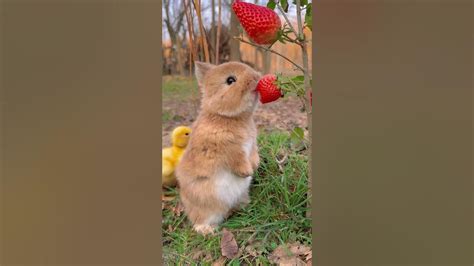 딸기 좋아하는 사람이 보면 침 나오는 영상 Youtube