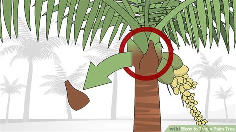 How To Trim A Palm Tree Steps With Pictures WikiHow