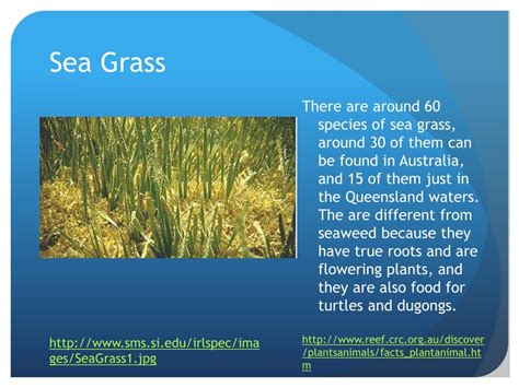 Ppt The Great Barrier Reef Powerpoint Presentation Free Download
