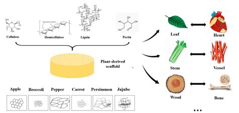 Figure 2 From Current Advances In The Development Of Decellularized Plant Extracellular Matrix