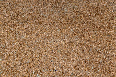 Wheat Bean Drying In A Yard Sun Dried Wheat Natural Wheat Drying Stock Image Image Of Gold