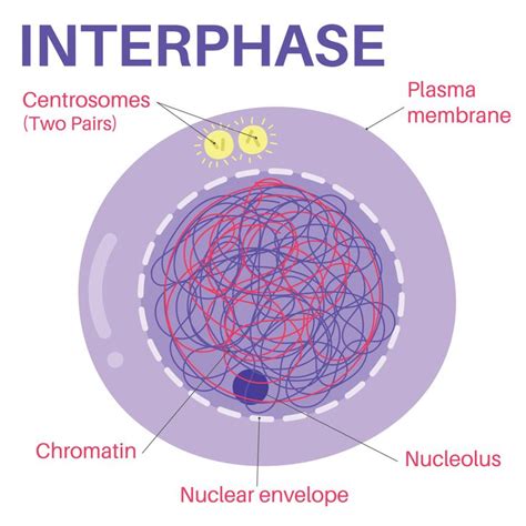 Interphase Is The Portion Of The Cell Cycle Ciclo Celular Biología