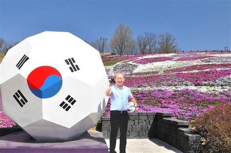 진분홍 꽃잔디가 융단처럼 펼쳐진 언덕