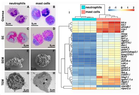X Laevis Bone Marrow Derived Mast Cells Possess Archetypal Mast Cell Download Scientific