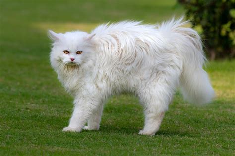 Fluffy White Cat Breed