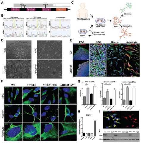 Modeling Of Trex1 Dependent Autoimmune Disease Using Human Stem Cells Highlights L1 Accumulation
