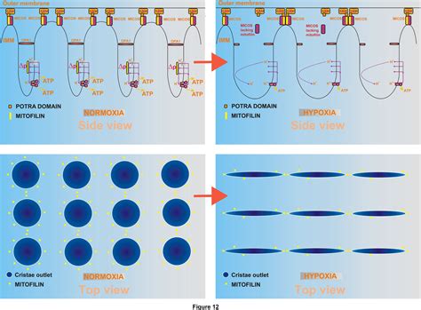 The New Findings Revealing Coupling Of Mitochondrial Structure And Function Fgu