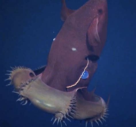 지옥에서 왔다 100년 전부터 심해에서 살고 있다는 희귀 뱀파이어 오징어 오펀 디스커스