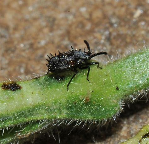 Tiny Black Spikey Bug Immature Bugguide Net
