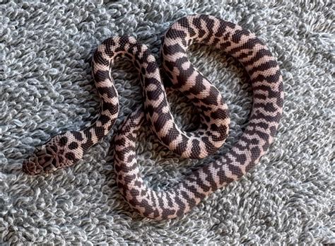 Stimsons Pythons Available