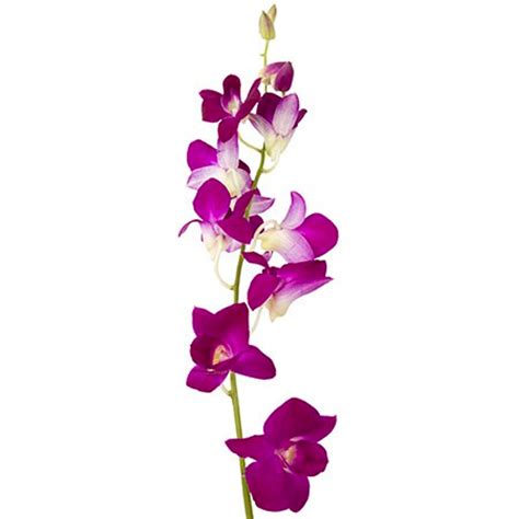 Purple Dendrobium Orchid