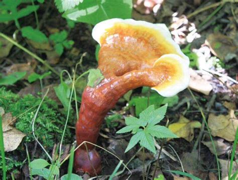 Ganoderma Lucidum Concentrate Oral Liquid By Ningbo Key Lists Import And Export Co Ltd China