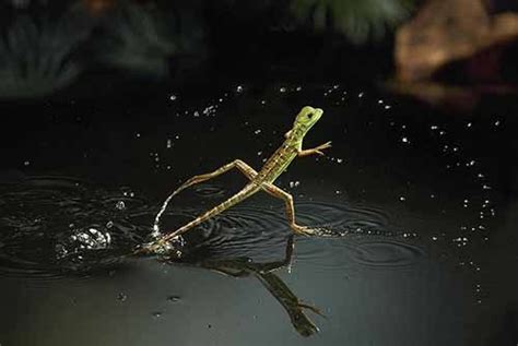 Basilisk Lizard Facts Anatomy Diet Habitat Behavior