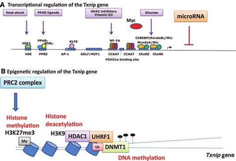 regulation of txnip expression txnip expression is regulated in a