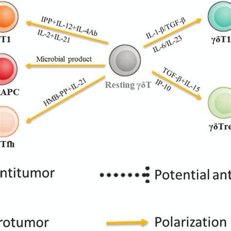 Structural Subsets Of Human γδt Cells Download Table