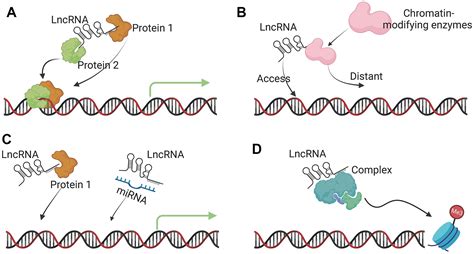 The Role Of Long Non Coding Rna In Hepatocellular Carcinoma Figure F2 Aging