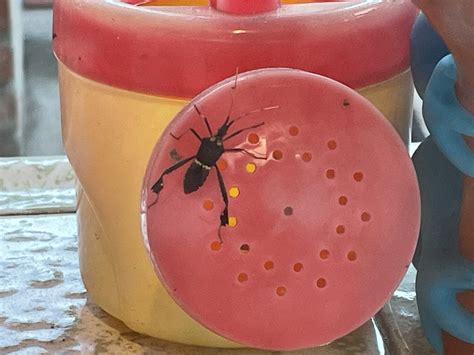 What Is This Bug Found On My Porch In Southern California R Whatsthisbug