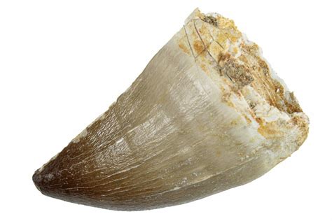 2 10 Fossil Mosasaur Prognathodon Tooth Morocco 270897 For Sale