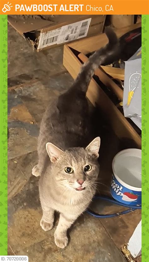 Chico Ca Stray Male Cat Found Near East And Esplanade Pawboost