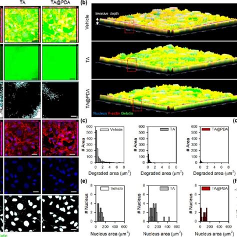 A Confocal Microscopy For Colocalization Analysis And B Orthogonal Download Scientific