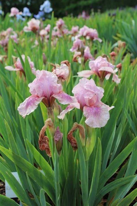 Iris Raspberry Blush Beth Chattos Plants And Gardens Alpine Plants Mail Order Plants