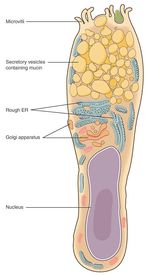 Pseudostratified Epithelial Tissue Labeled Pseudostratified Epithelial Tissue Labeled