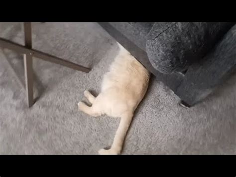 Cat Stuck Under Couch YouTube