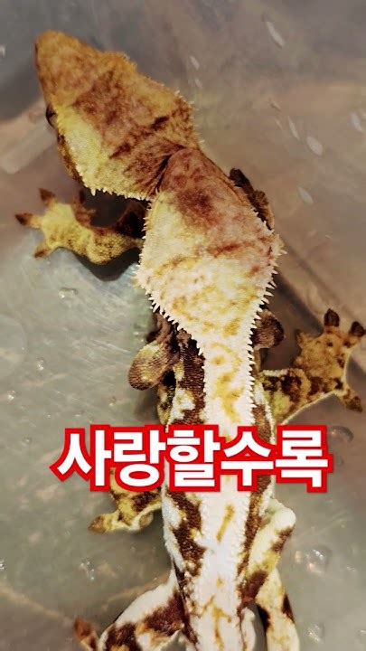 2세는 이쁜 아가들이 나오길 Youtube