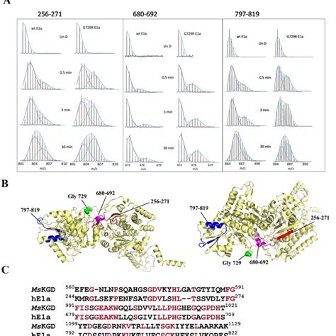 Peptides Displaying Ex1 Kinetics In E1a And G729r E1a A The Bimodal