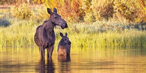 Where To See Moose In Colorado Best Times And Places Uncover Colorado