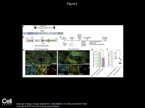 crispr cas9 mediated genome editing increases lifespan and improves