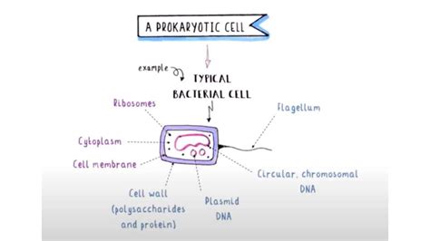 Cambridge Igcse Biology Cells Structures And Functionspptx Biological