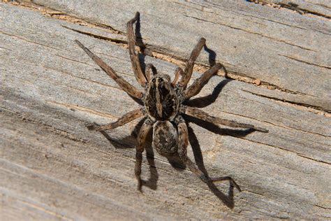 Wolf Spider